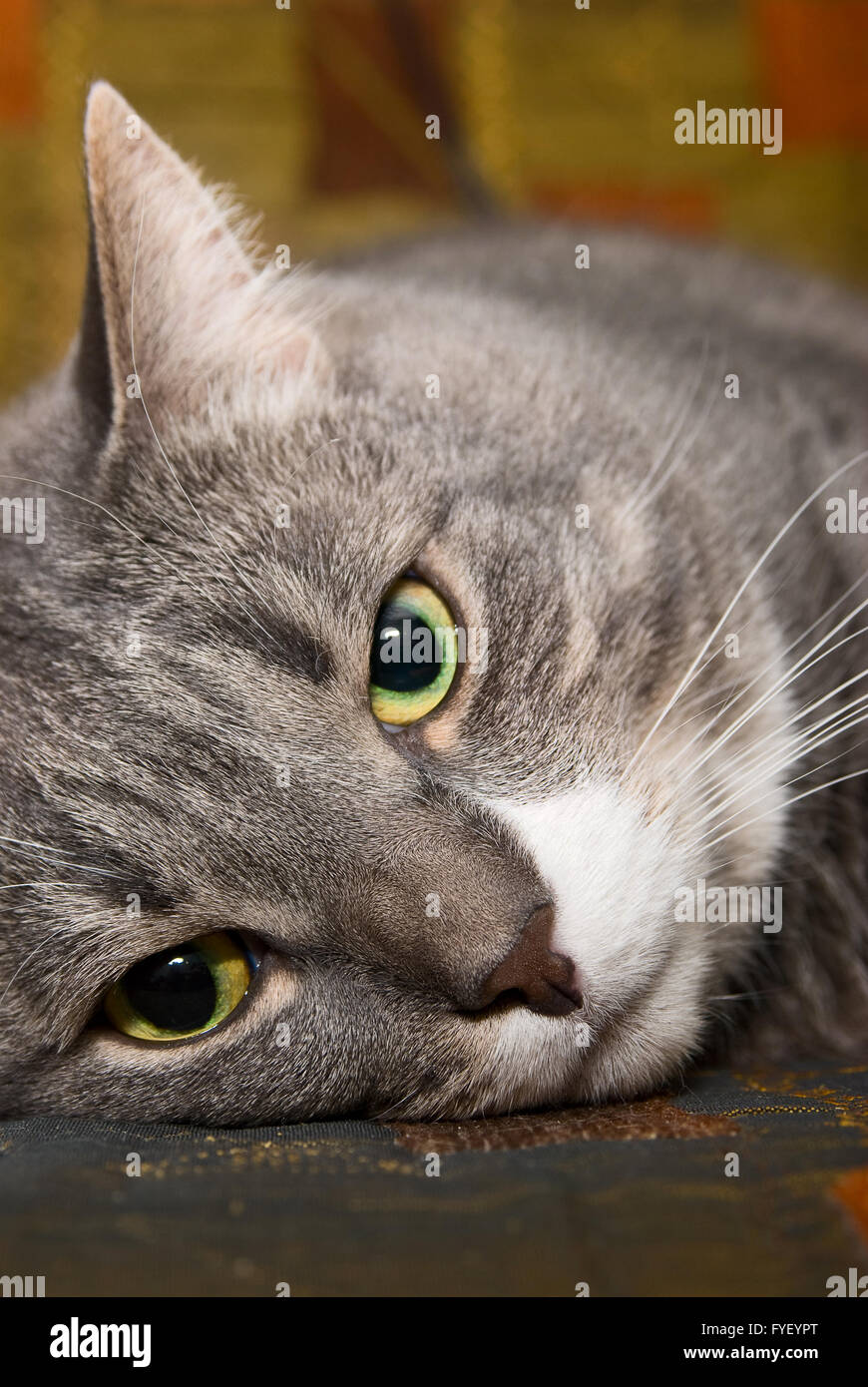 Close up face cat lay hi-res stock photography and images - Alamy
