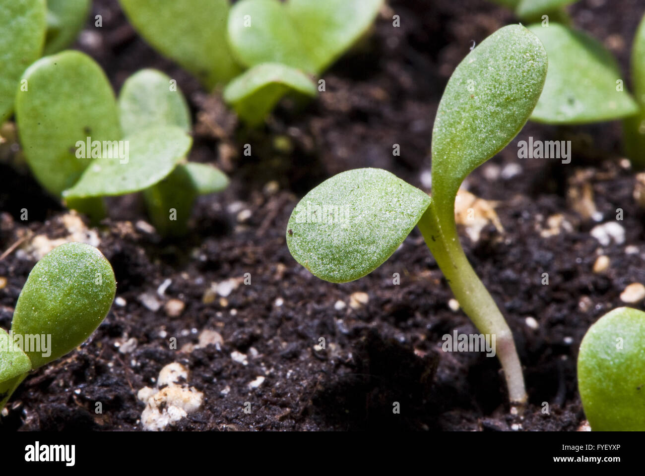 small plant macro shot Stock Photo - Alamy