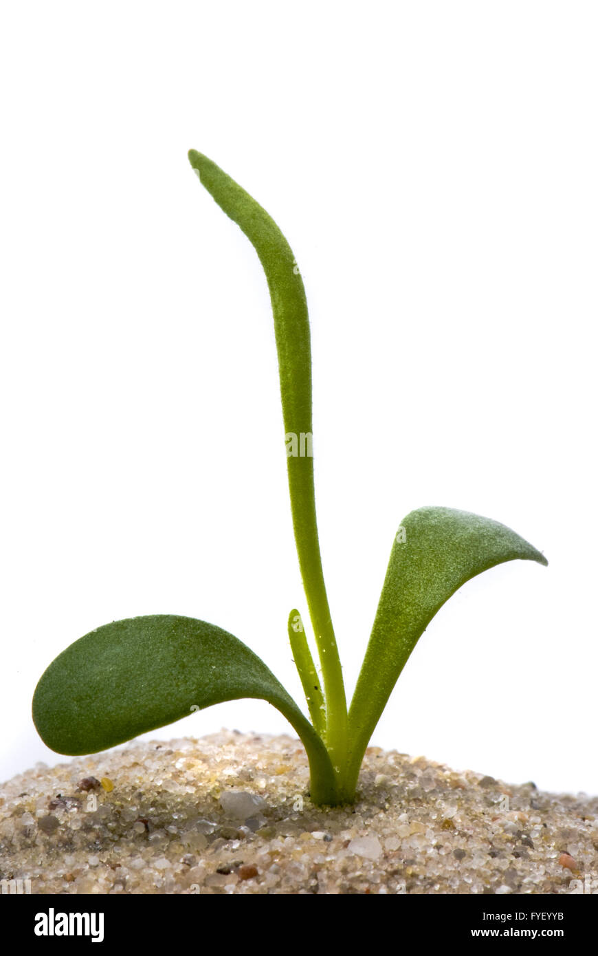 small plant in sand Stock Photo - Alamy