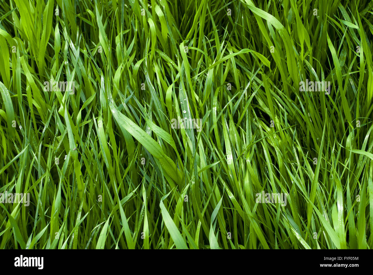 Green grass background Stock Photo - Alamy