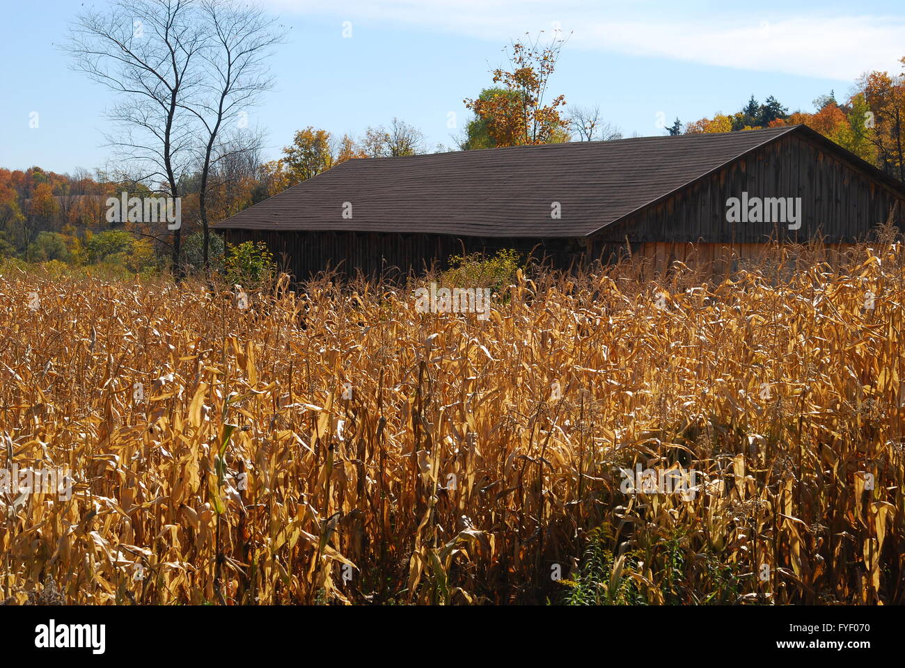 Hidden in the corn (horizontal Stock Photo - Alamy