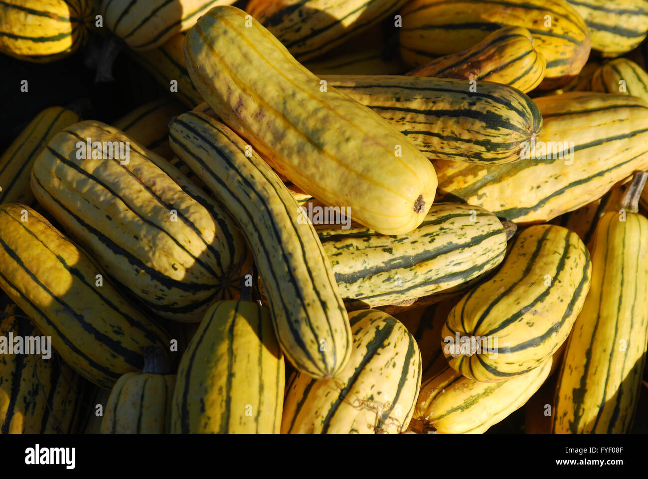 Lots of squash Stock Photo - Alamy