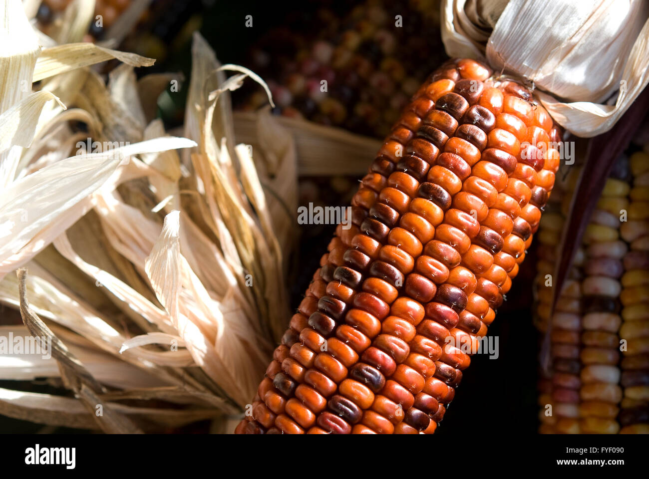 Ear of indian corn hi-res stock photography and images - Alamy