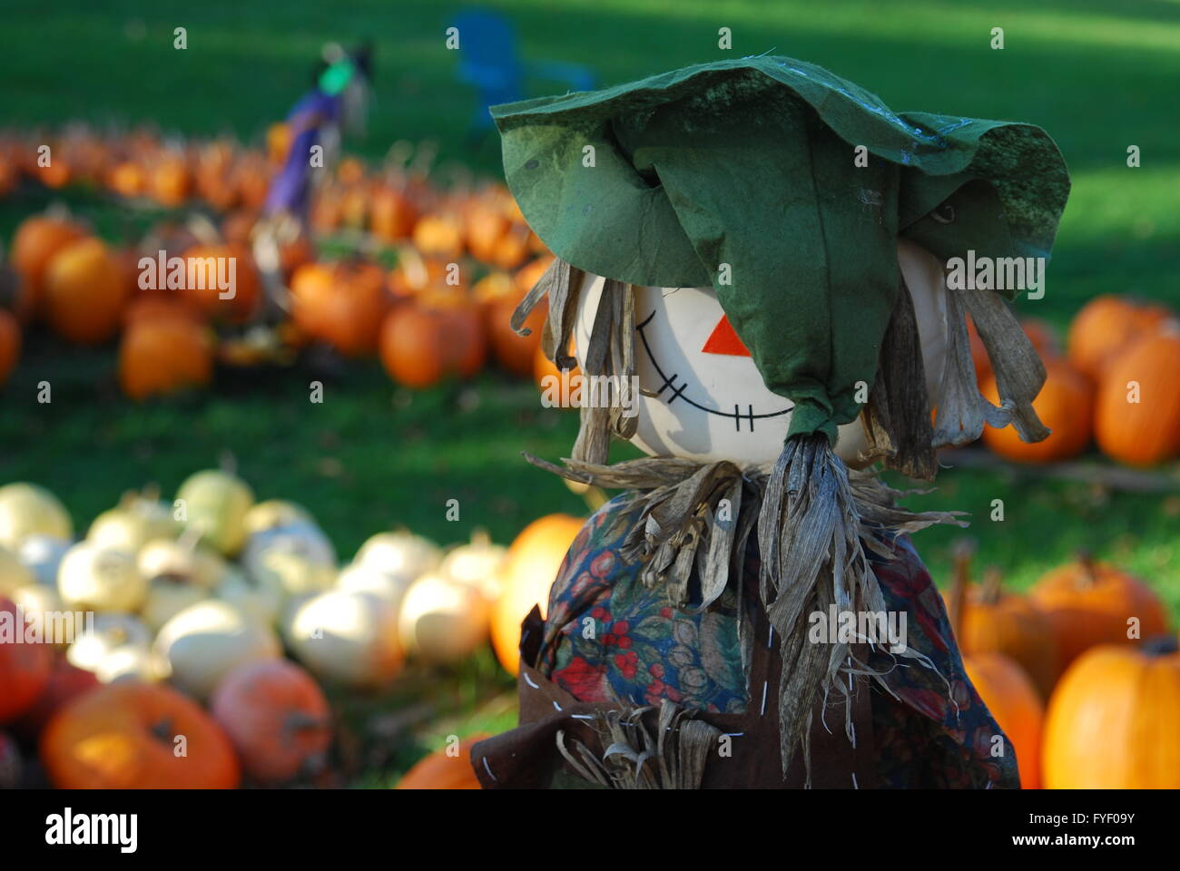Pumpkin patch scarecrow Stock Photo - Alamy