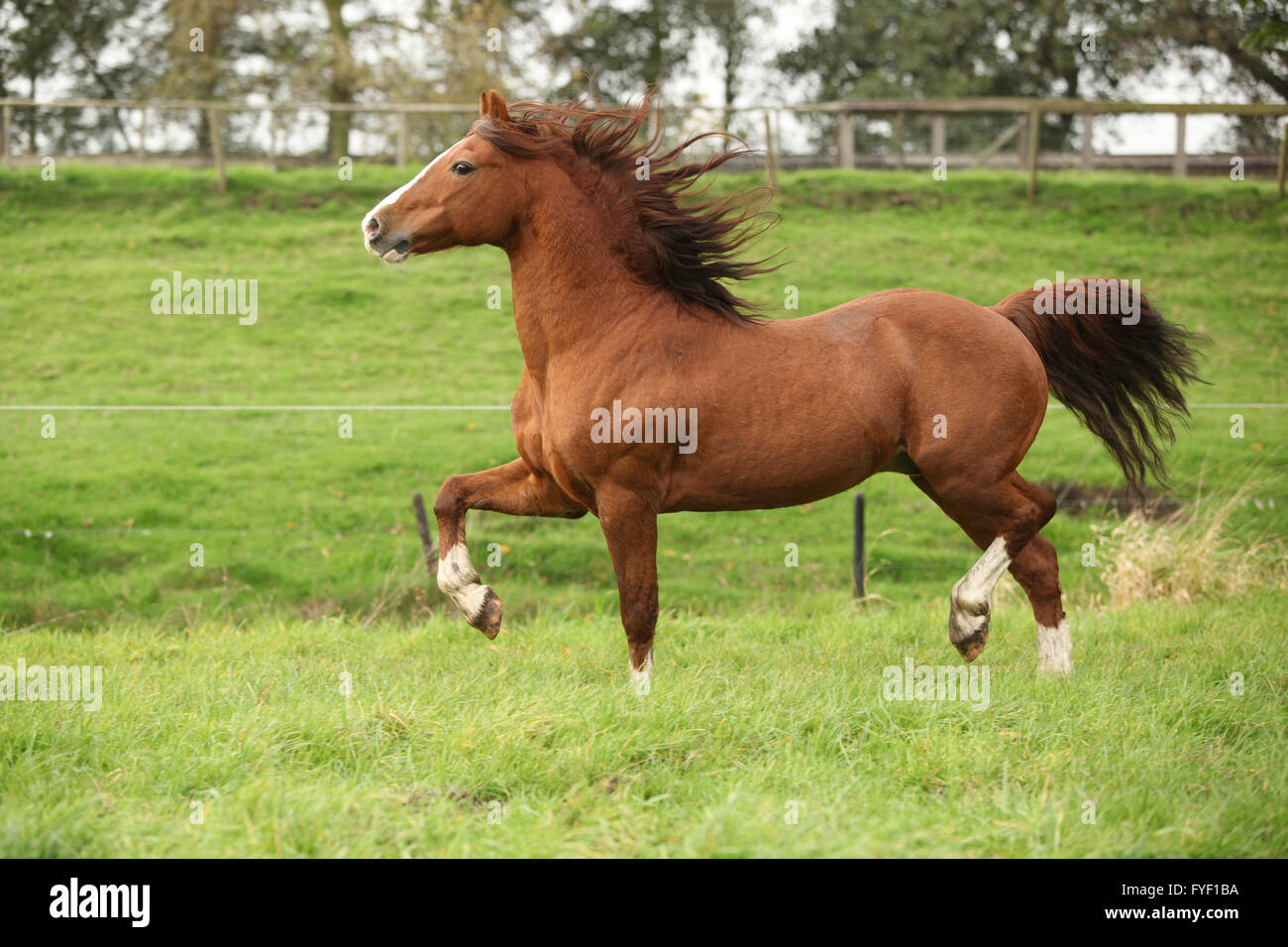 Nice chestnut welsh pony stallion running on green grass Stock Photo ...