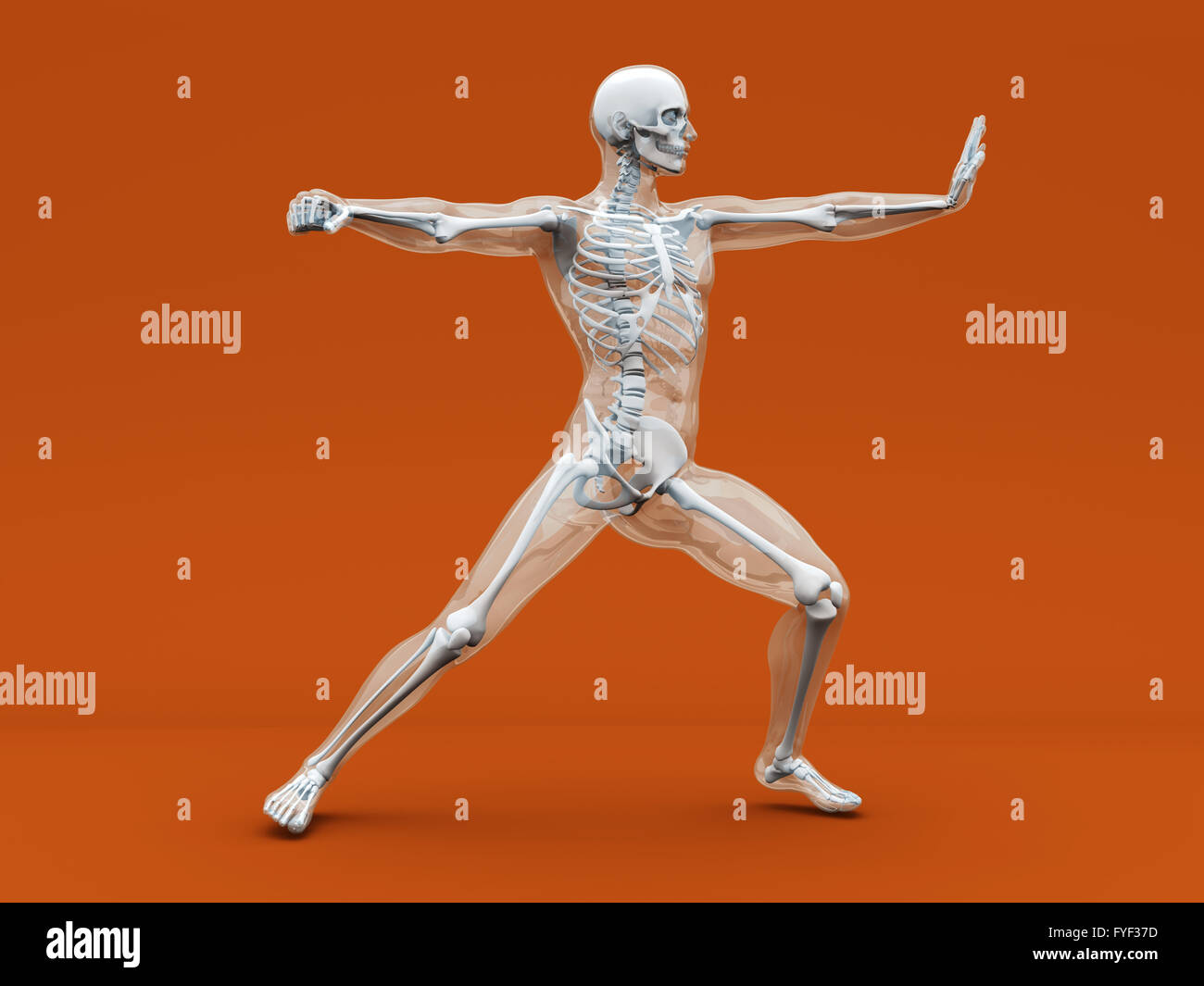 Anatomy - Martial Arts Stock Photo - Alamy