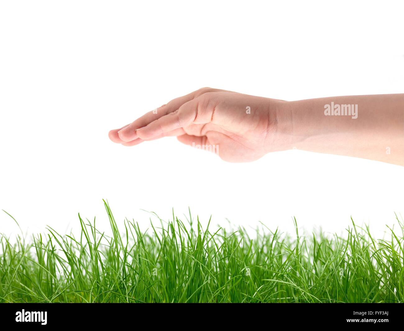 Green grass and a hand isolated against a white background Stock Photo ...