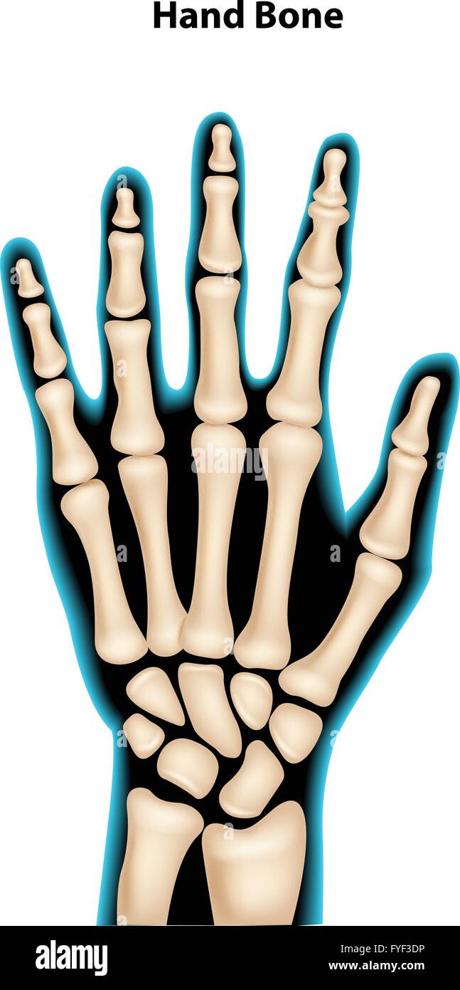 Illustration of hand bone Stock Vector Image & Art - Alamy