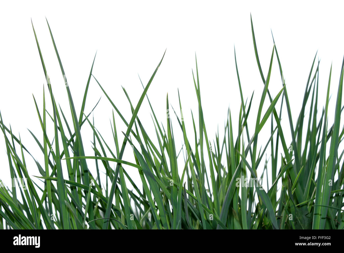 Green grass isolated on the white Stock Photo - Alamy