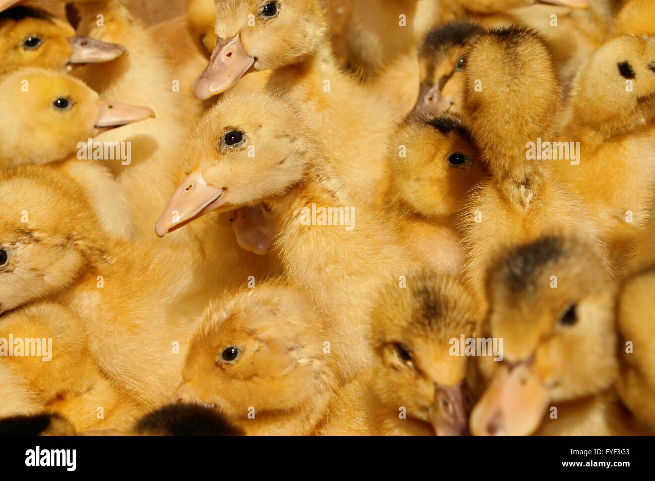Many small domestic ducklings Stock Photo - Alamy