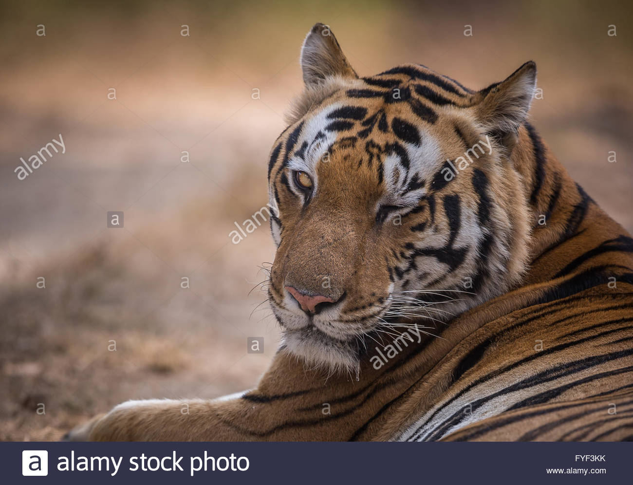 Kanha And Tiger High Resolution Stock Photography and Images - Alamy