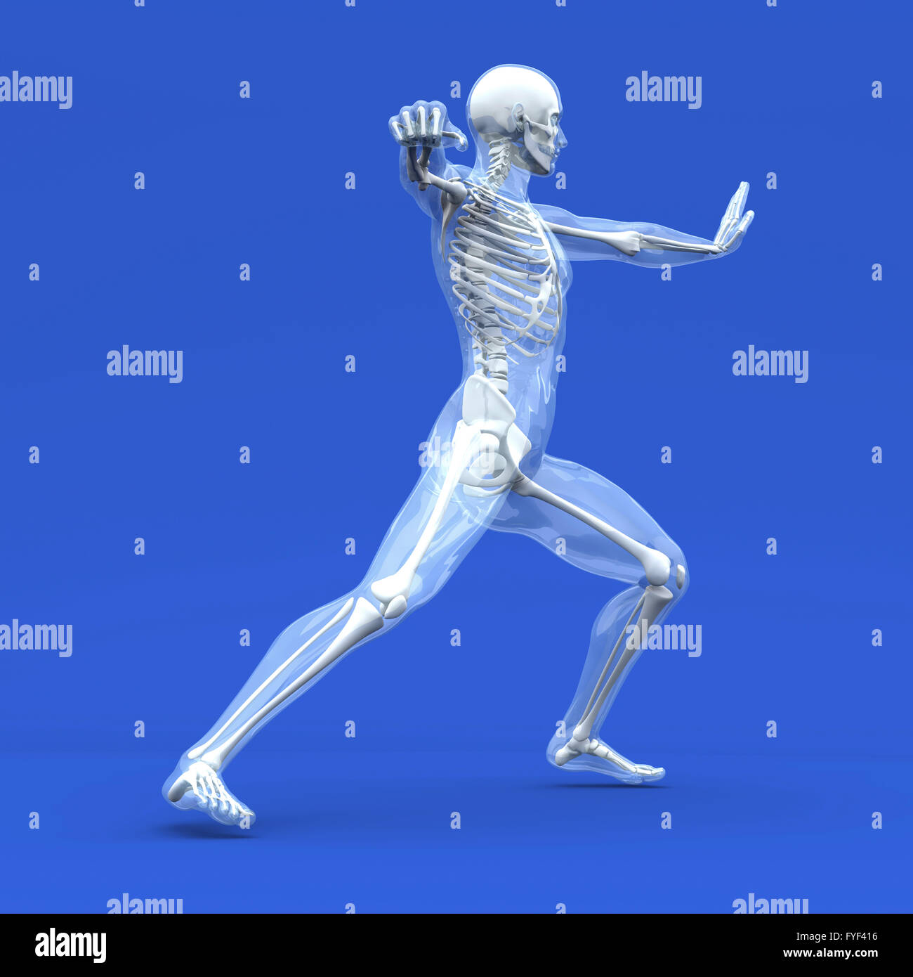 Anatomy - Martial Arts Stock Photo - Alamy