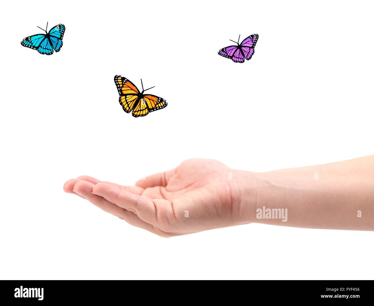 A female hand with butterflies isolated against a white background ...