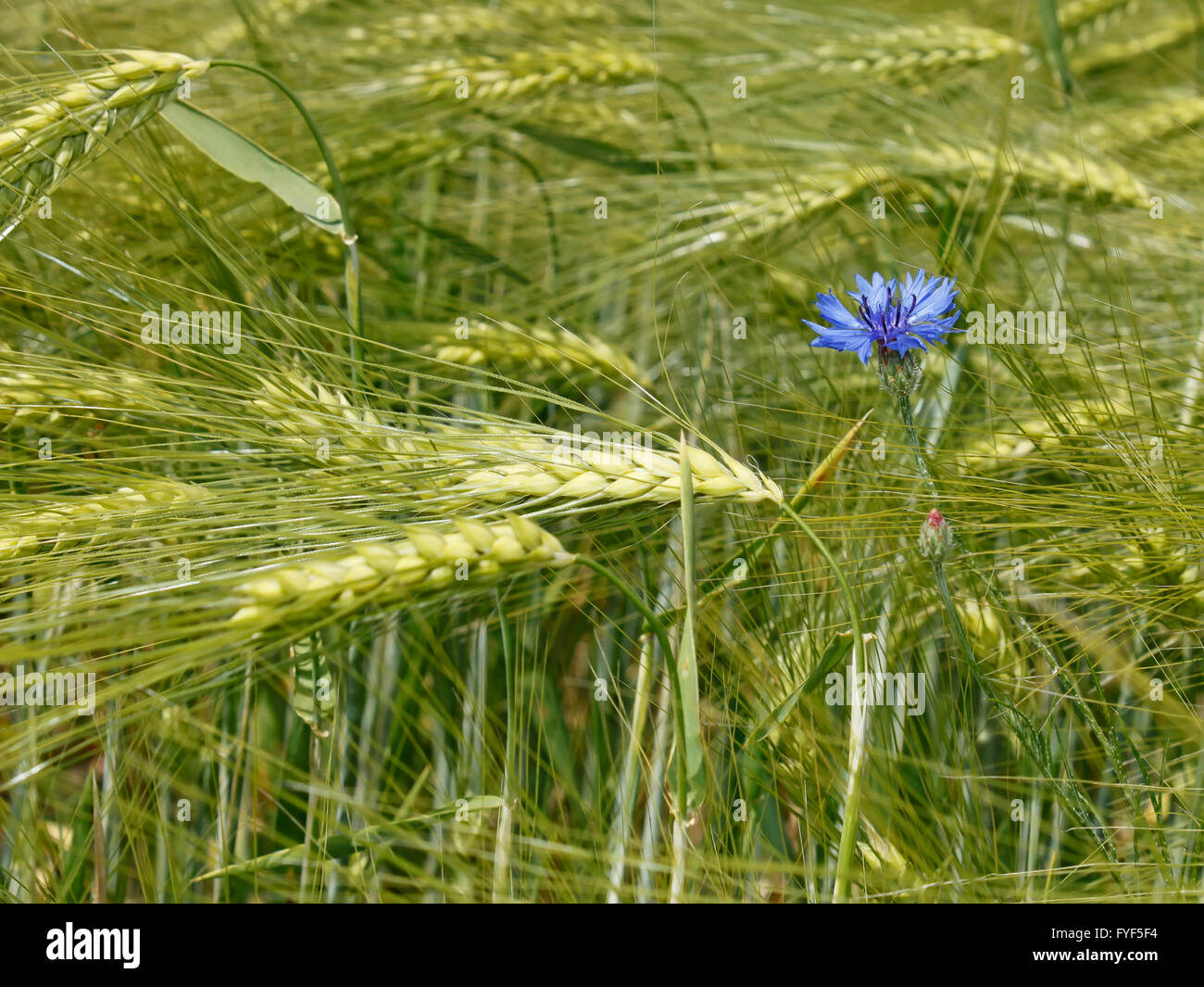 Cornflower among barley field Stock Photo - Alamy
