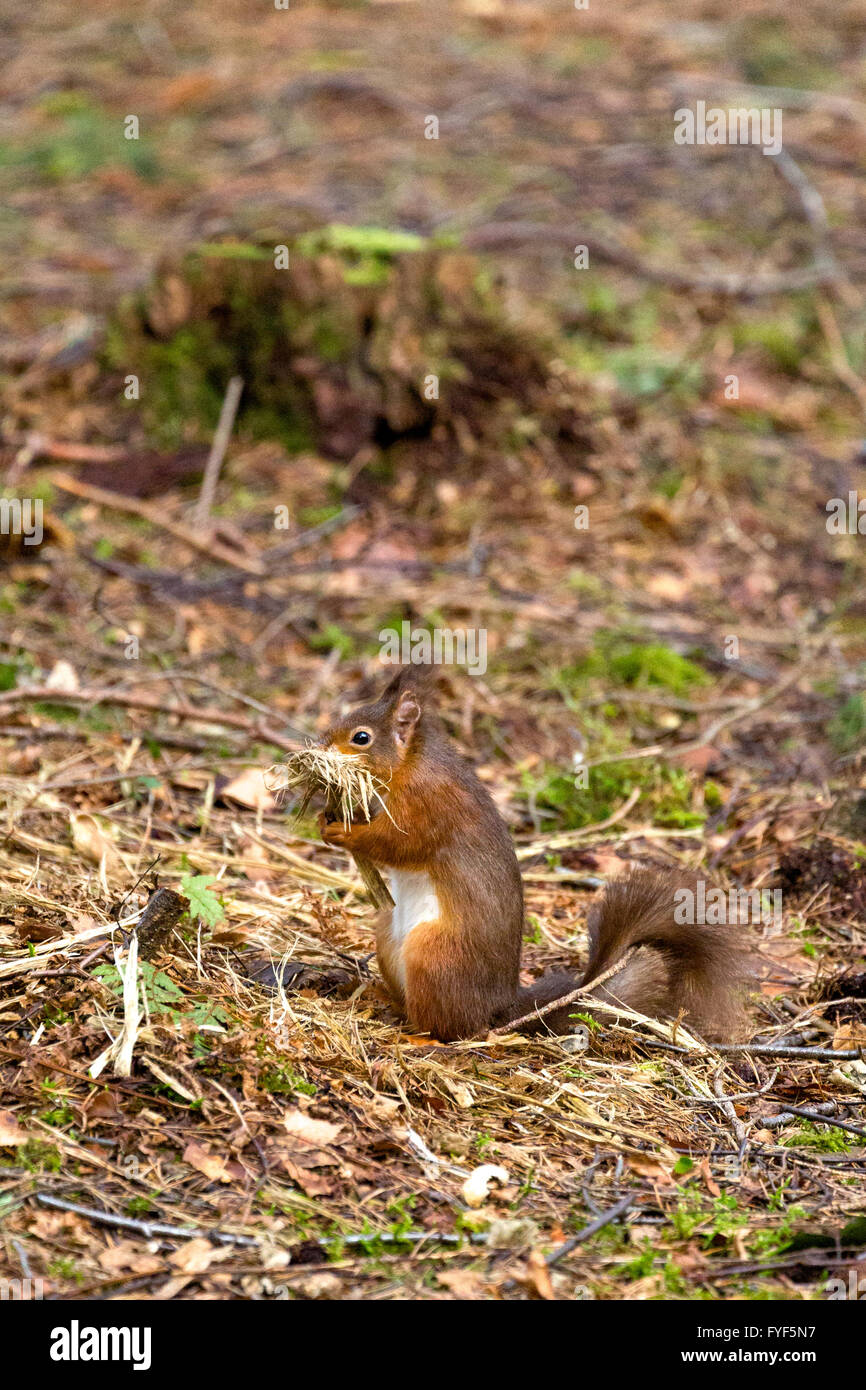 RED SQUIRREL Sciurus vulgaris An adult with a mouth full of bedding ...