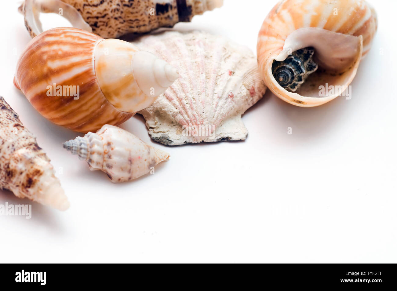 Sea shells isolated Stock Photo - Alamy