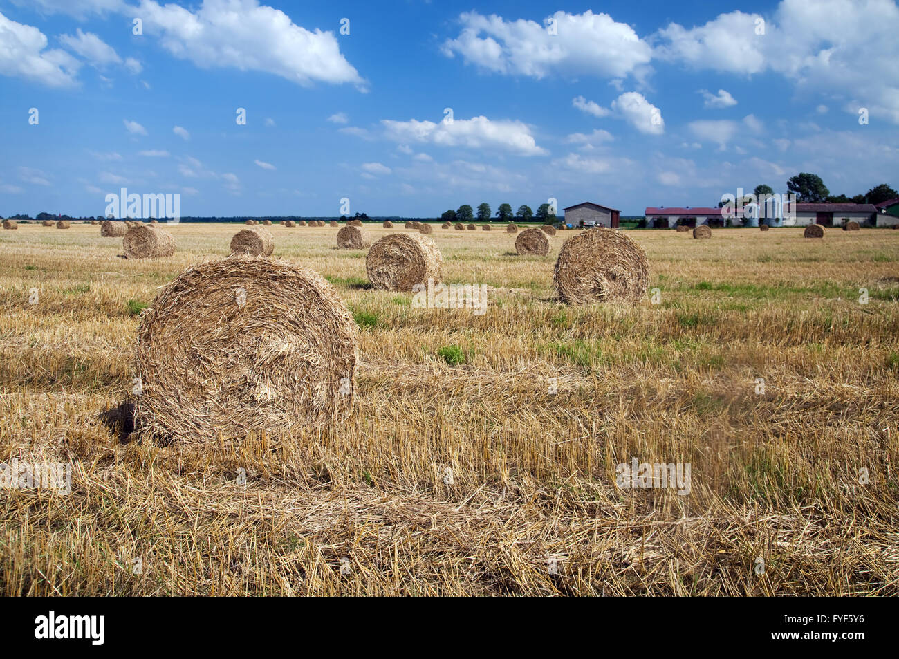 Haystacks in the field. Harvest Stock Photo - Alamy