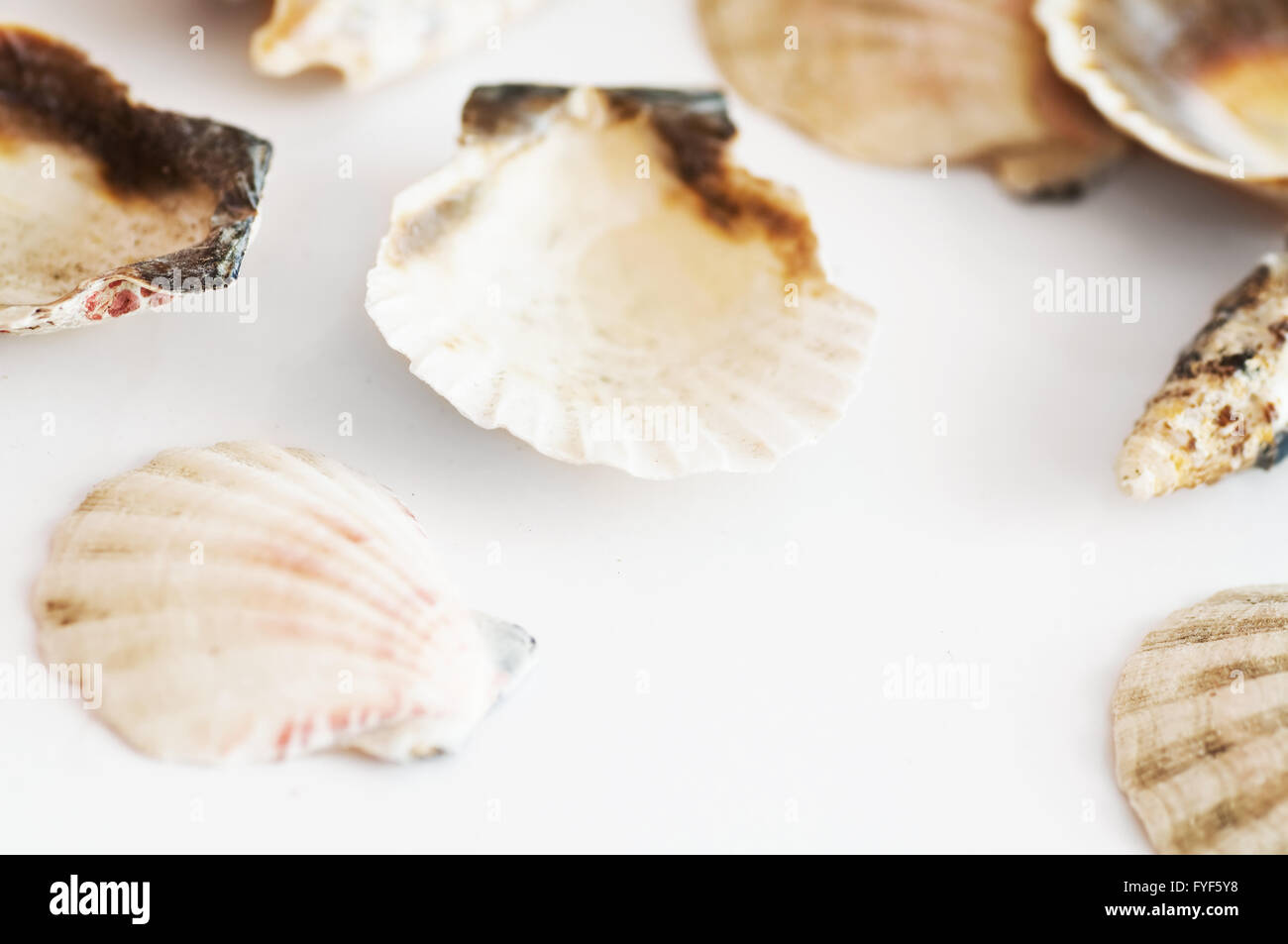 Sea shells isolated on white background Stock Photo - Alamy