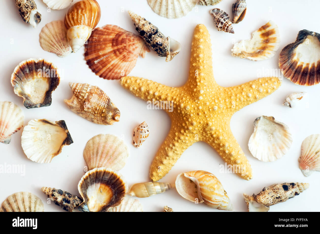 Group starfish hi-res stock photography and images - Alamy