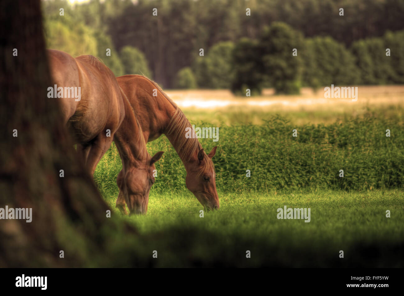 Beautiful horses on the field. Wildlife Stock Photo - Alamy