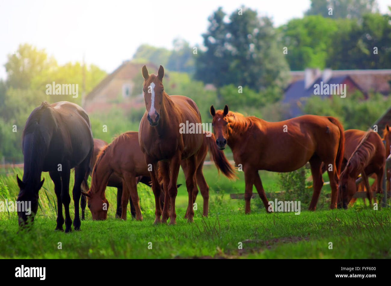 Field wildlife hi-res stock photography and images - Alamy
