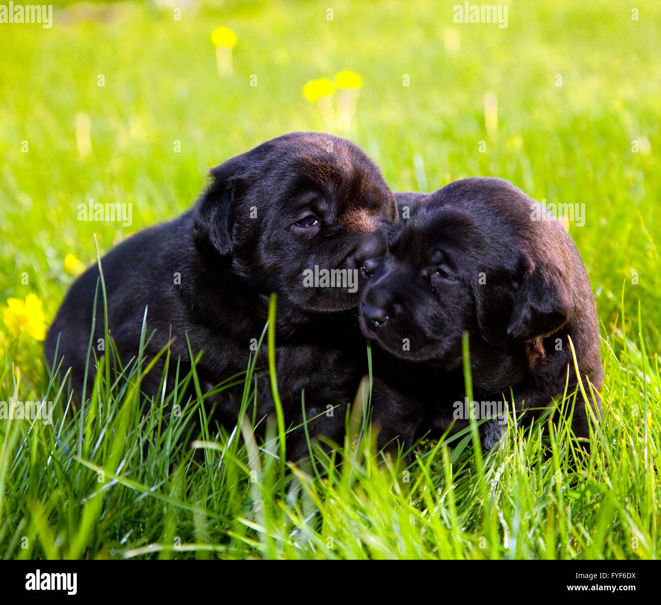 Two cute dogs Stock Photo - Alamy