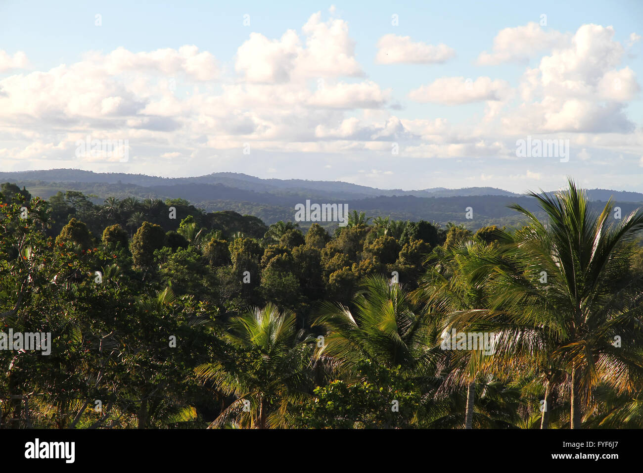 View over the brazilian Jungle Stock Photo - Alamy