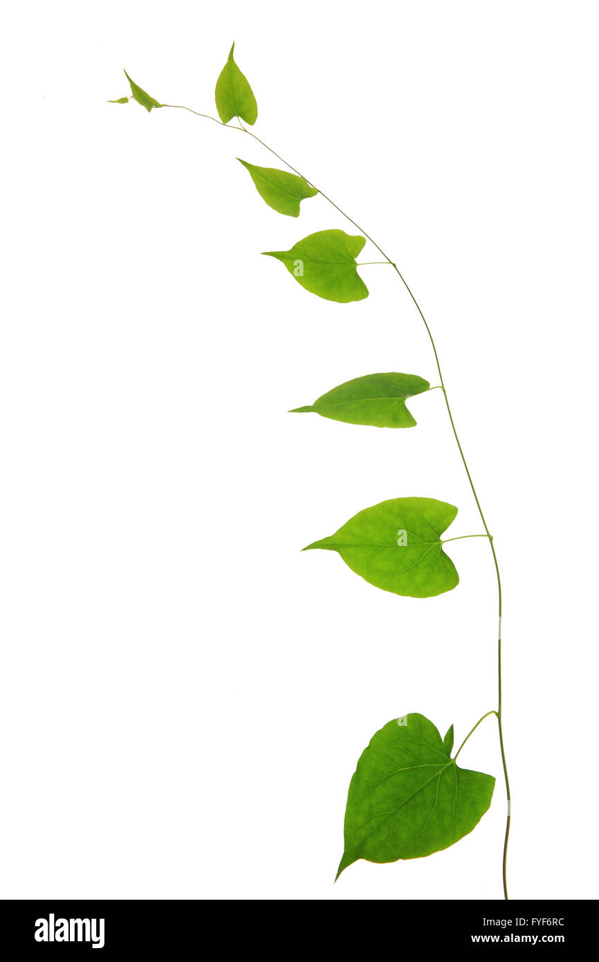 Vine leaf pattern Cut Out Stock Images & Pictures - Alamy