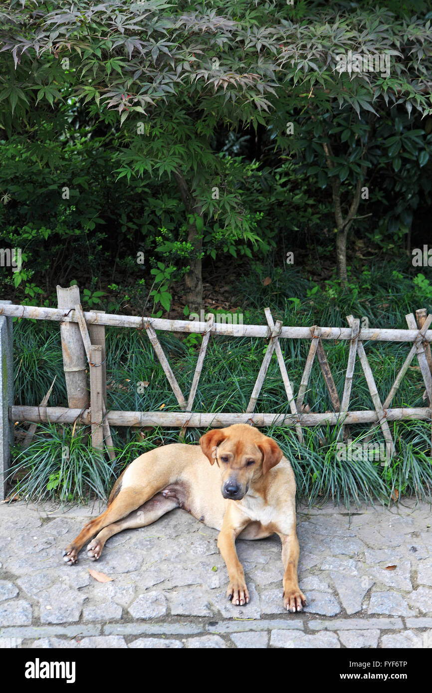 dog in front of wooden fence Stock Photo - Alamy