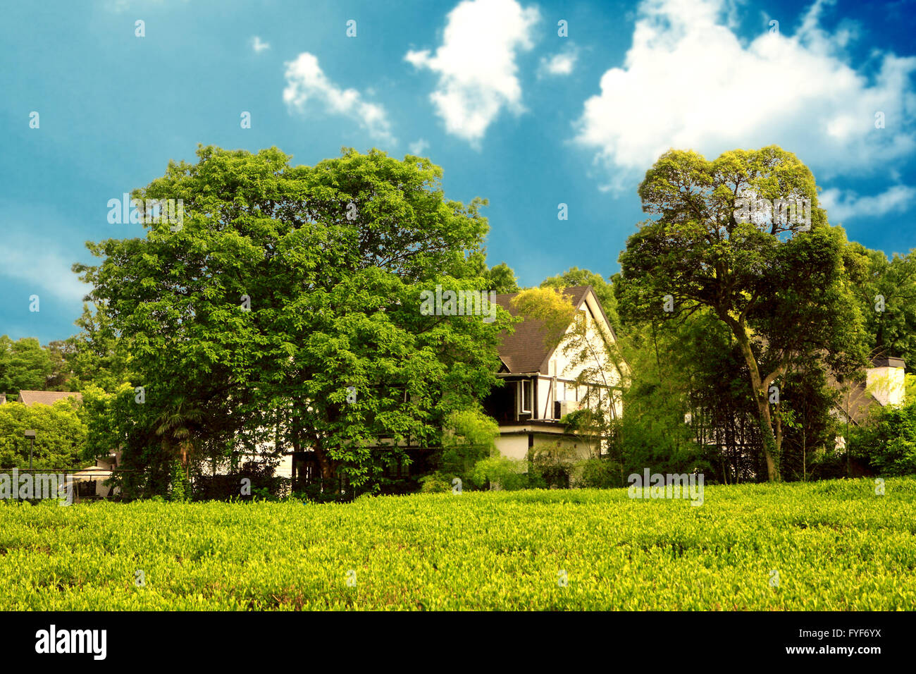 trees and tea trees Stock Photo - Alamy