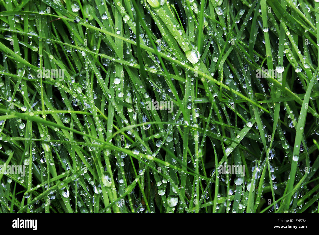 green grass covered dew Stock Photo - Alamy
