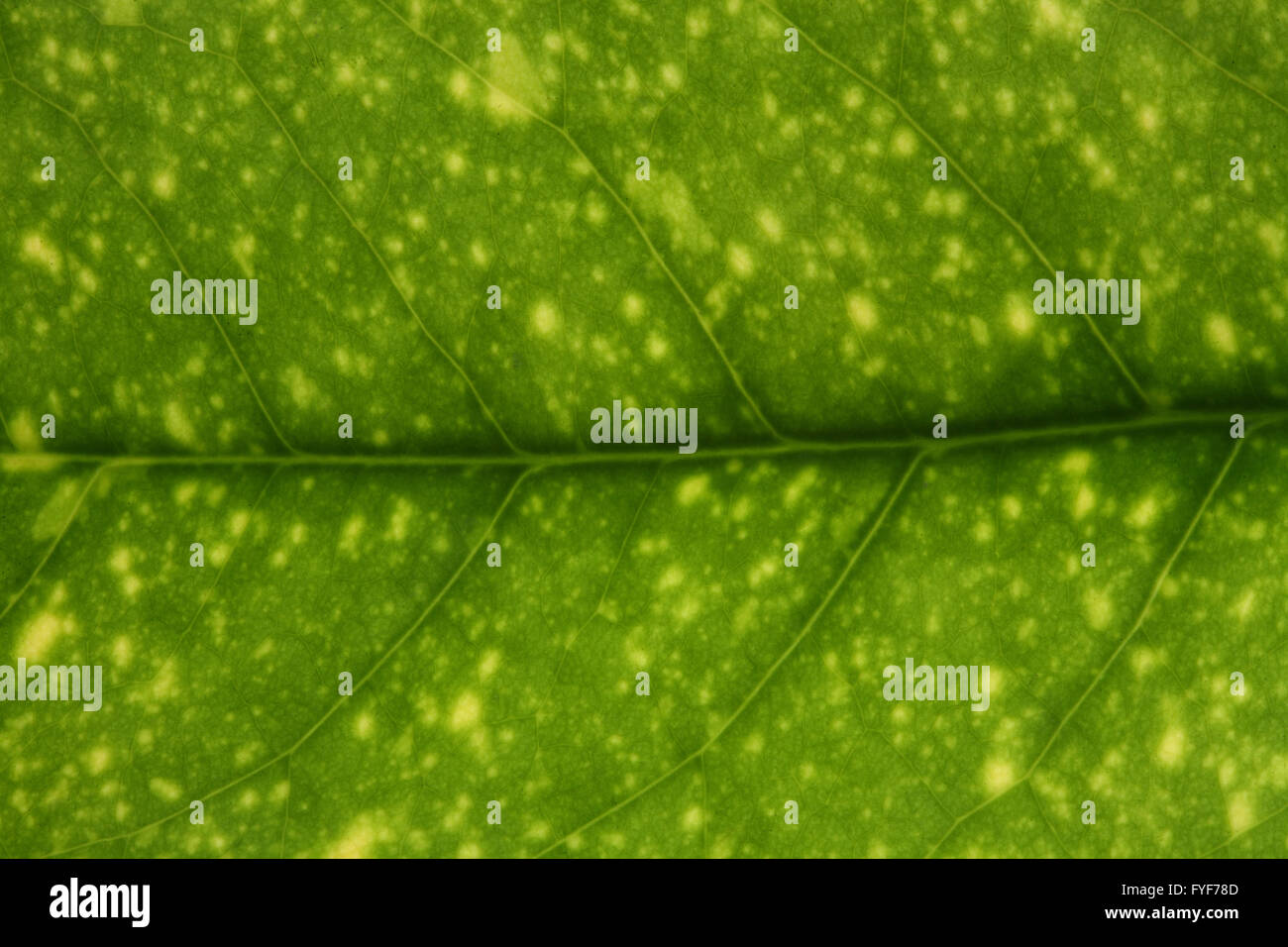 Fresh tree leaf texture Stock Photo - Alamy