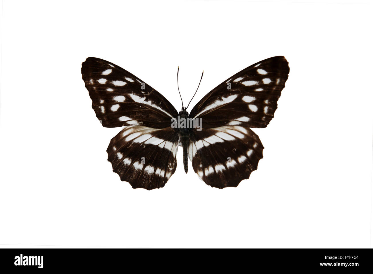 Morpho butterfly flutter Cut Out Stock Images & Pictures - Alamy