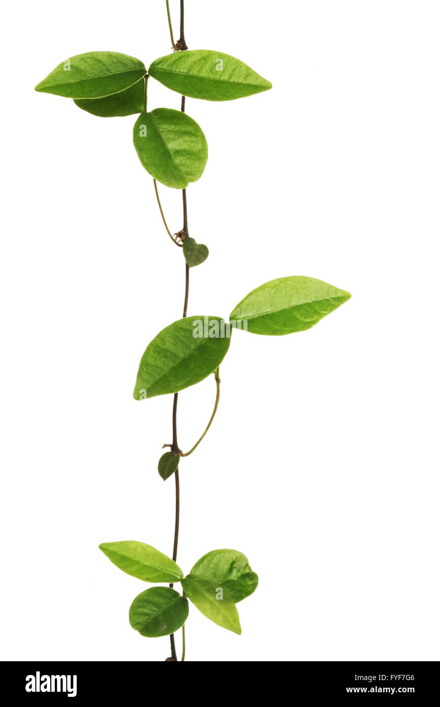 Vine pattern detail Cut Out Stock Images & Pictures - Alamy