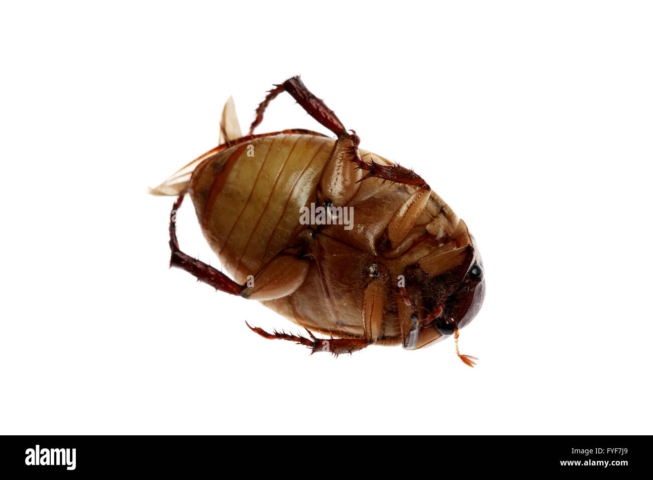 Dead beetle Cut Out Stock Images & Pictures - Alamy