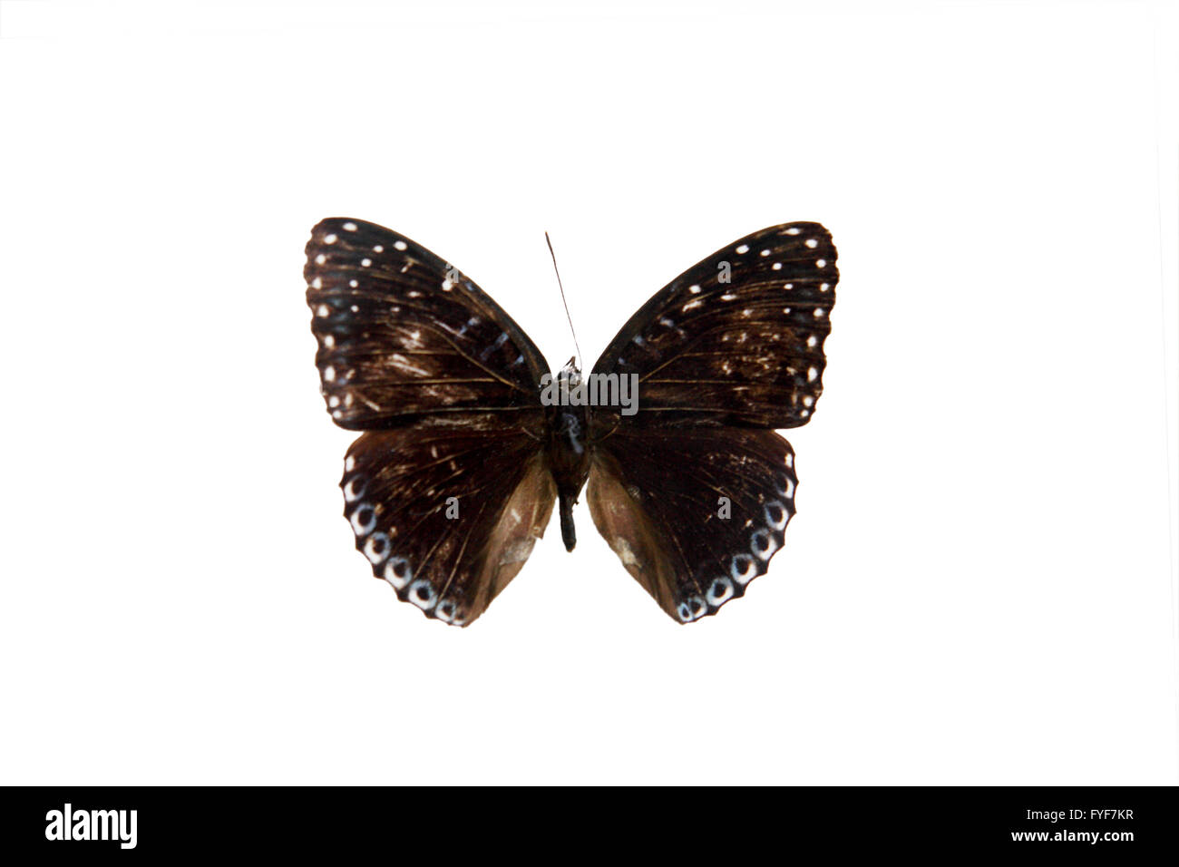 Morpho butterfly flutter Cut Out Stock Images & Pictures - Alamy