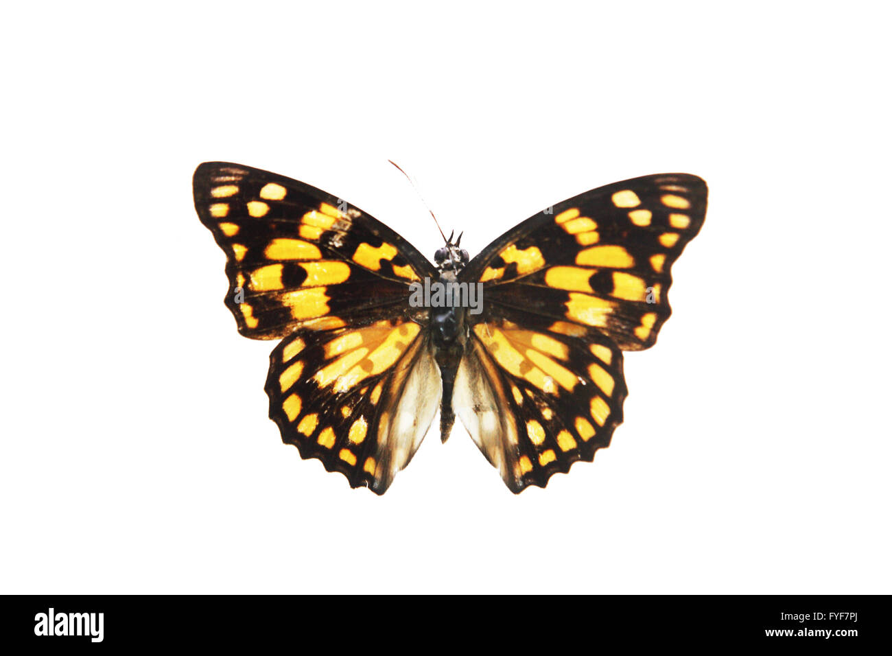 Morpho butterfly flutter Cut Out Stock Images & Pictures - Alamy