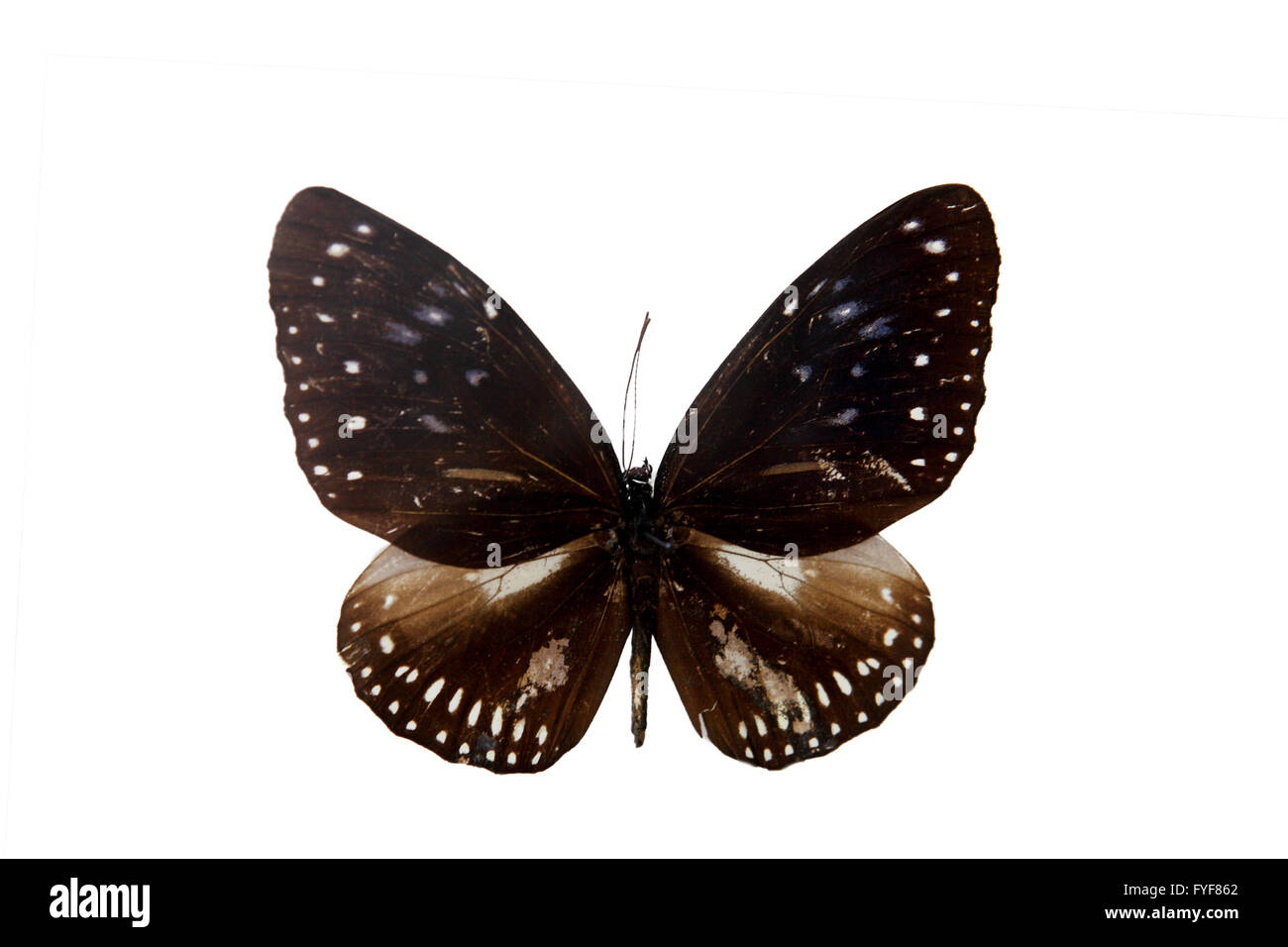 Morpho butterfly flutter Cut Out Stock Images & Pictures - Alamy