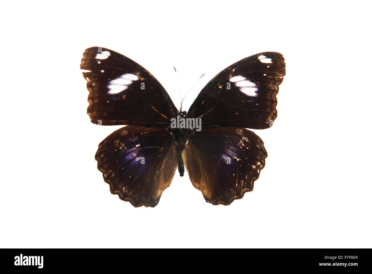 Morpho butterfly flutter Cut Out Stock Images & Pictures - Alamy