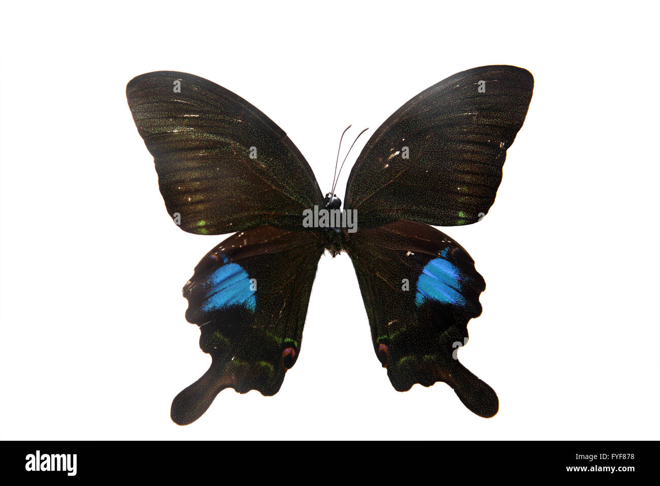 Morpho butterfly flutter Cut Out Stock Images & Pictures - Alamy