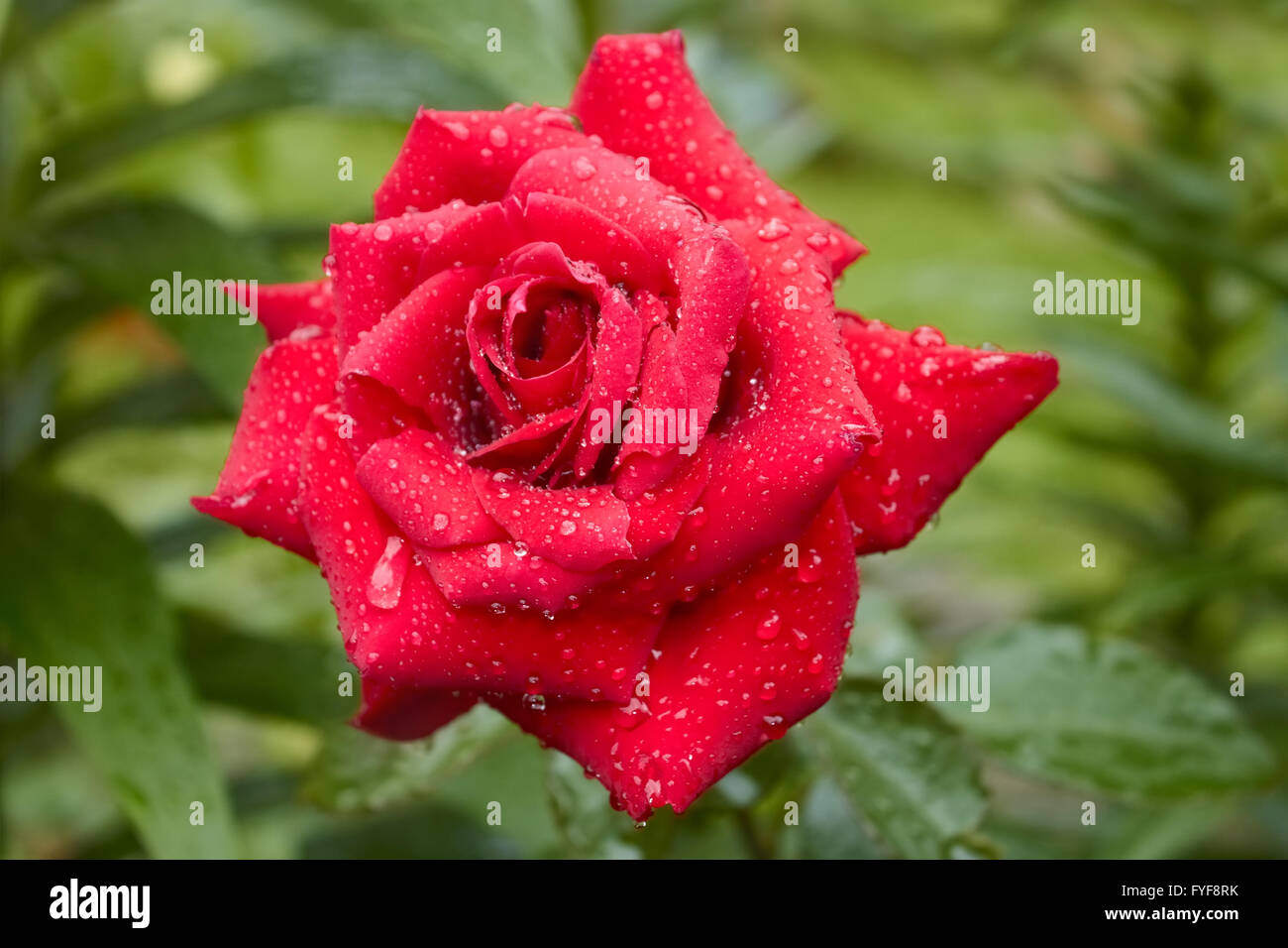 Flowering roses after the rain Stock Photo - Alamy