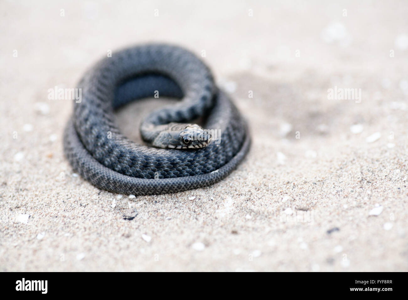 An angry serpent coiled and ready to strike Stock Photo - Alamy