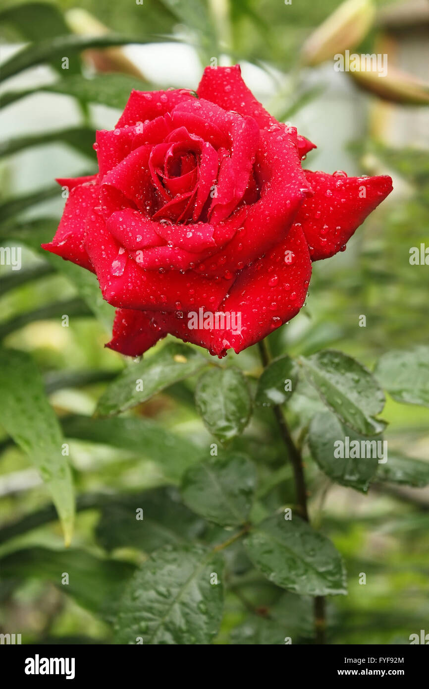 Flowering red rose after the rain Stock Photo - Alamy