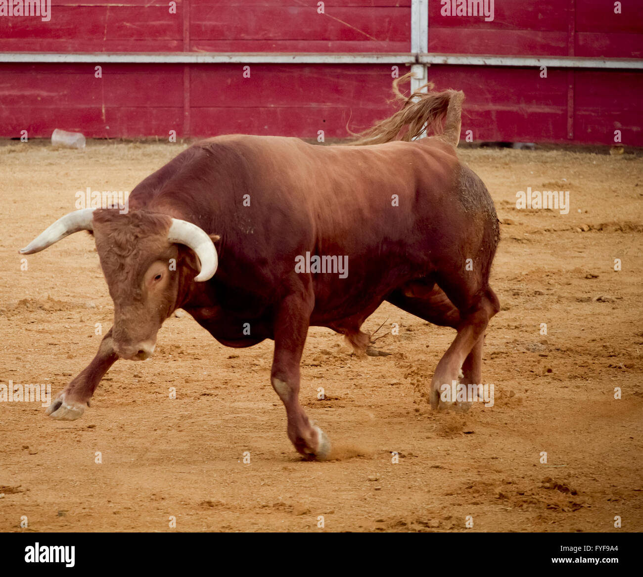 Brave and dangerous brown bull in the bullring Stock Photo - Alamy