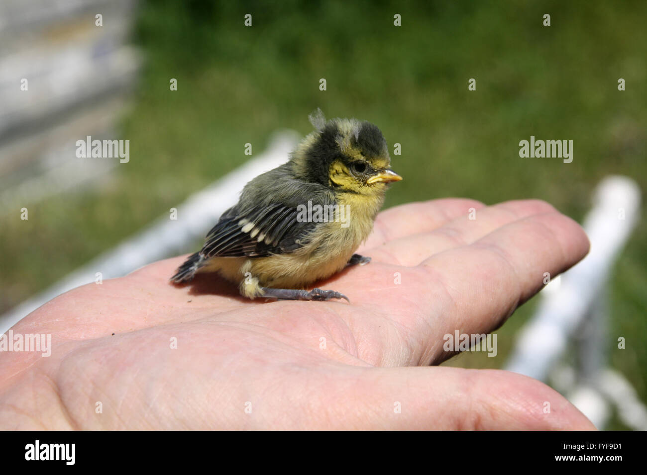Little bird sitting on the hand Stock Photo - Alamy