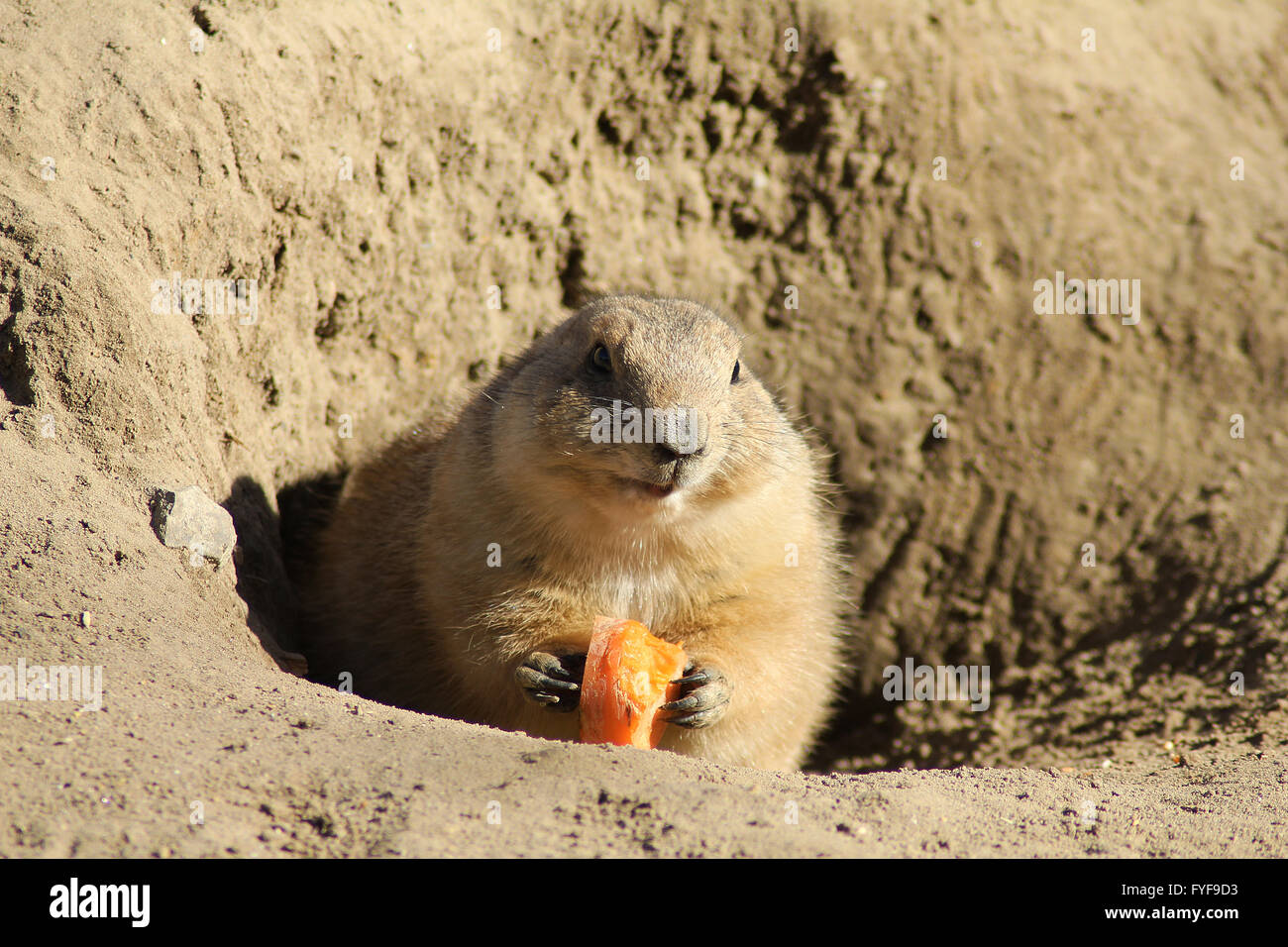 Healthy dog feeding hi-res stock photography and images - Alamy
