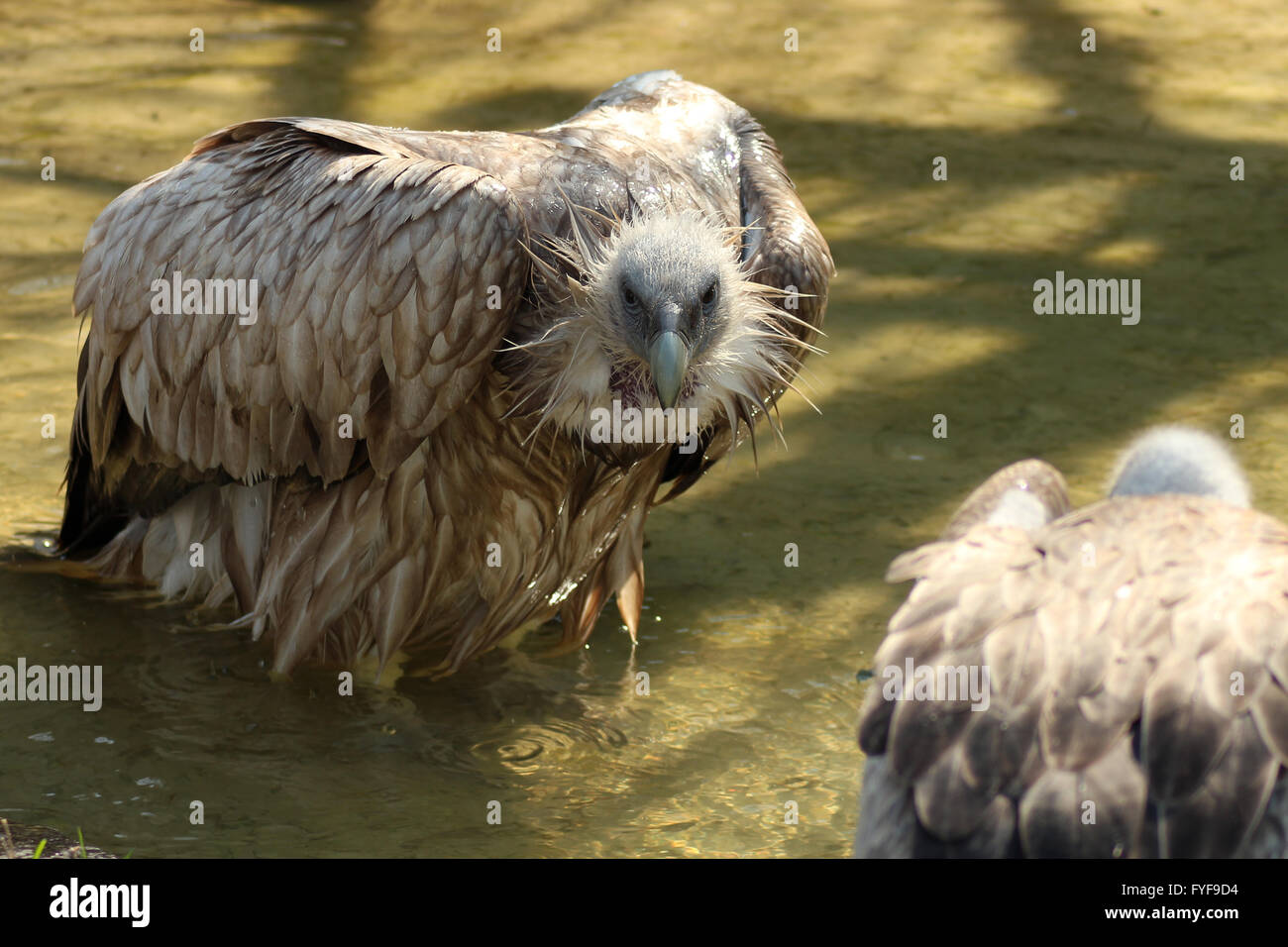 Schnabel vulture hi-res stock photography and images - Alamy