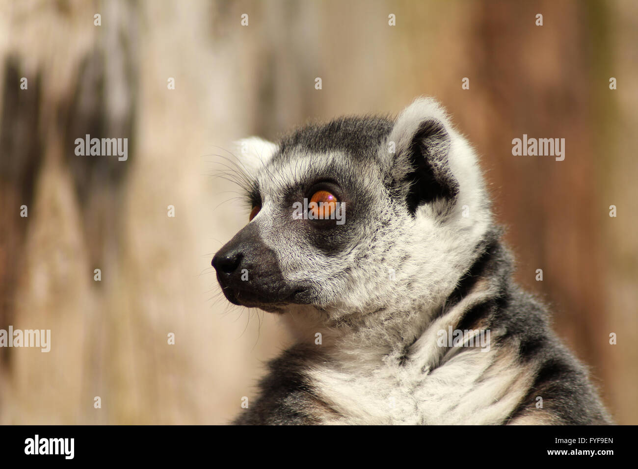 Katta Family High Resolution Stock Photography and Images - Alamy