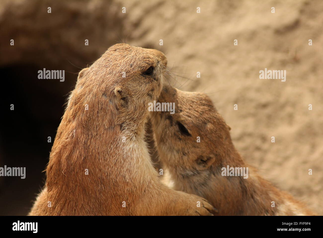 Prairie dog love hi-res stock photography and images - Alamy