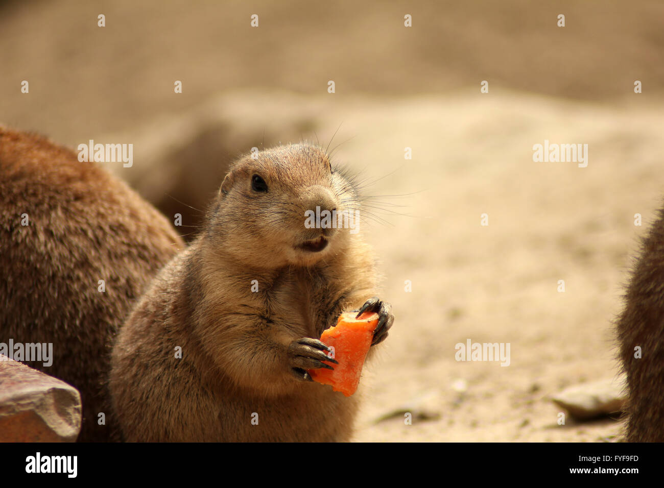 Healthy dog feeding hi-res stock photography and images - Alamy